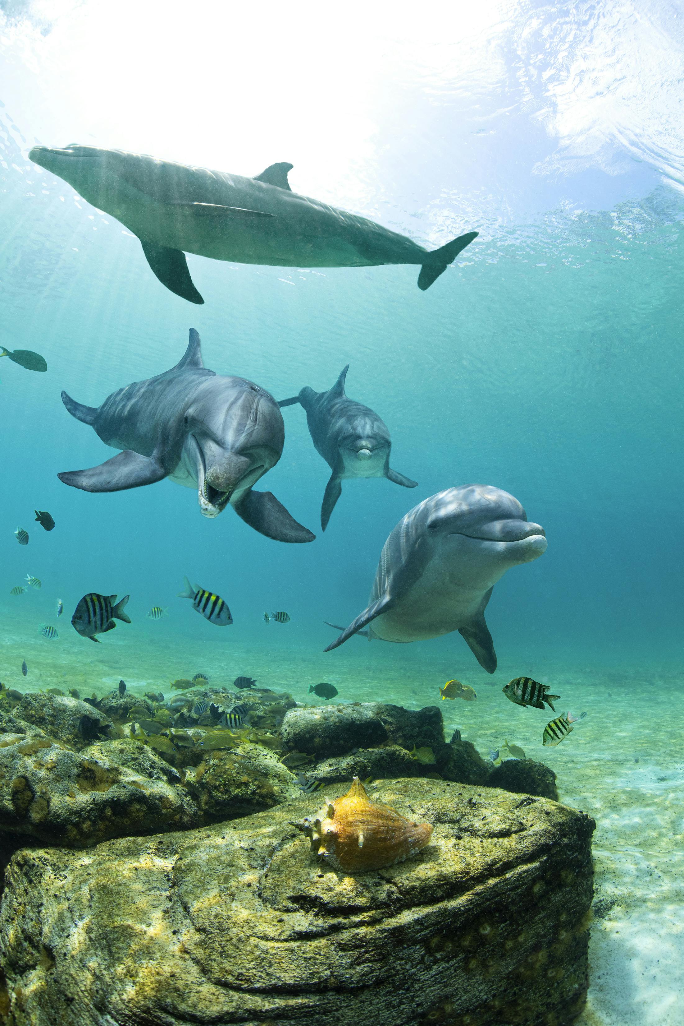 Dolphin Cay & Marine Adventures