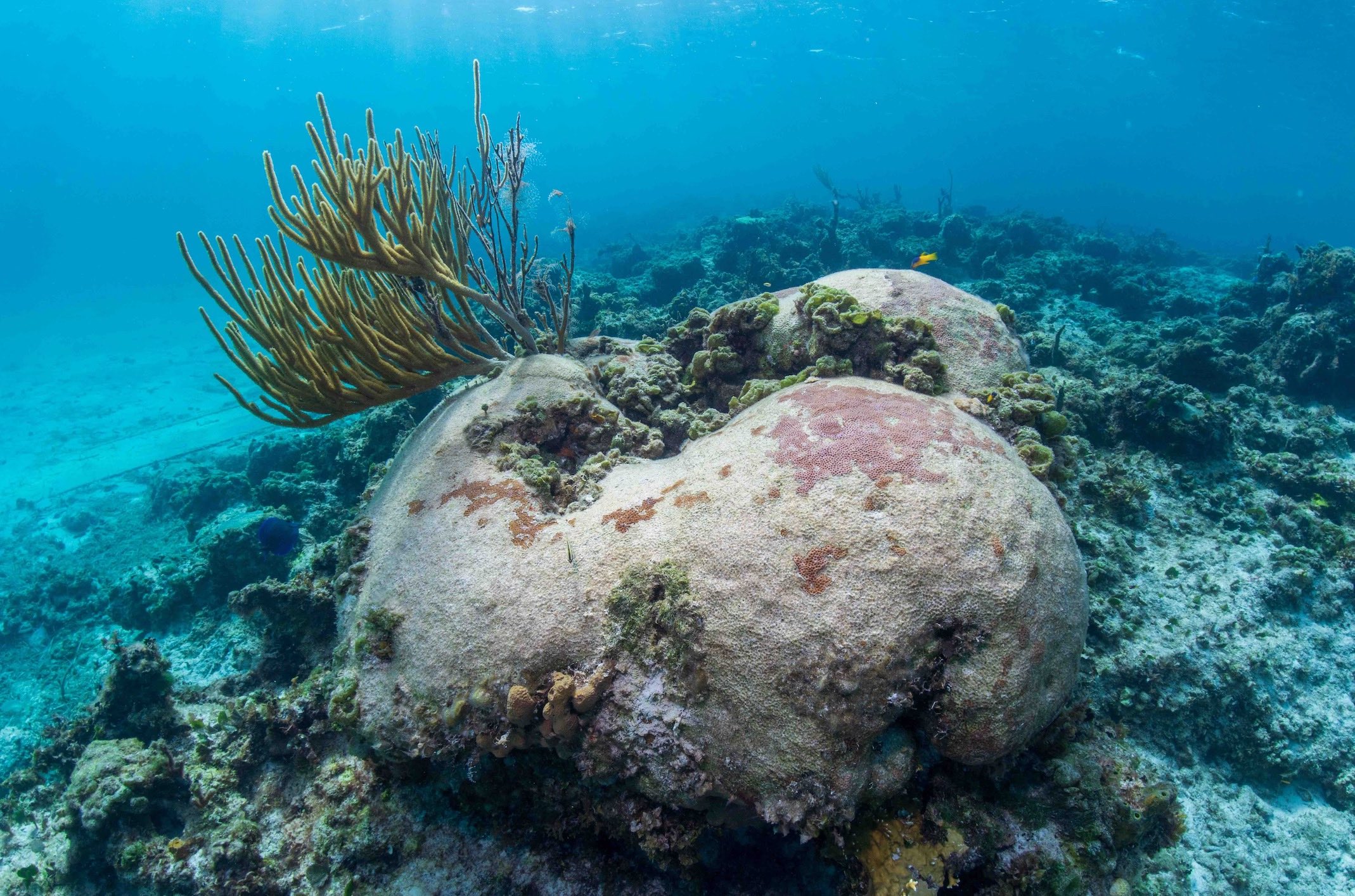 Blue project Stories