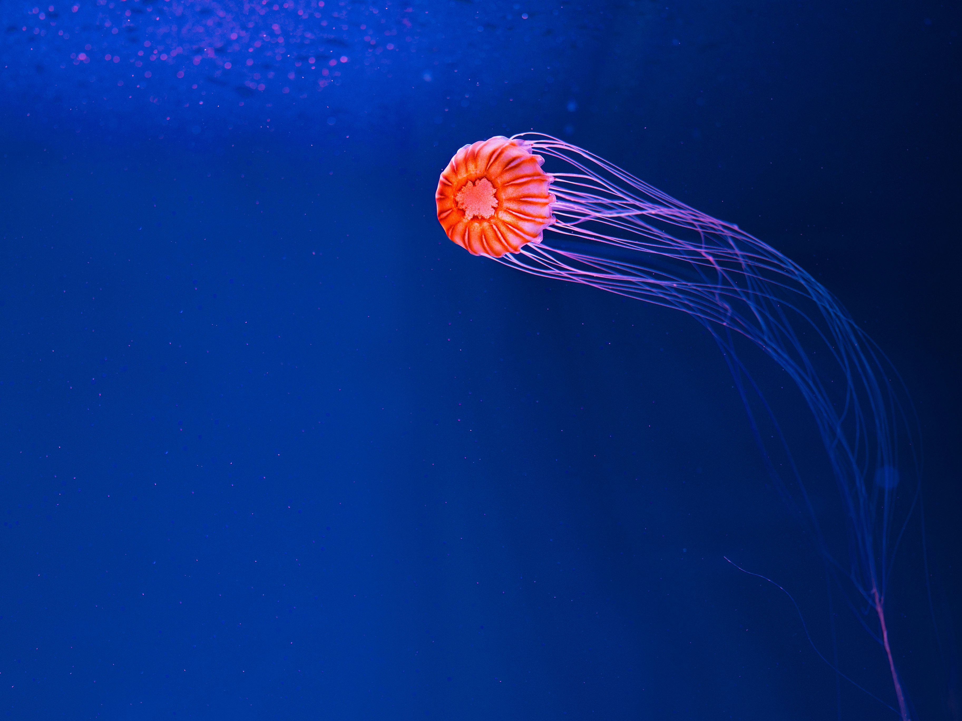 Japanese sea nettle