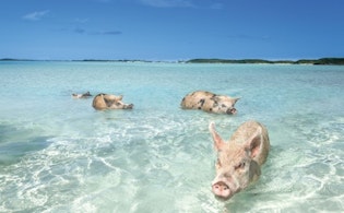 Bahamas Vacation Resort | Luxury Resort | Atlantis Bahamas